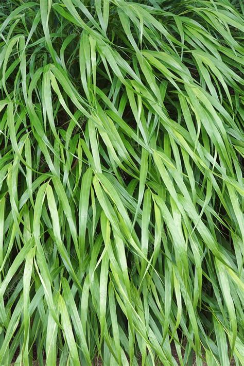 Japanese Forest Grass Hakonechloa Macra Beni Kaze Stock Image