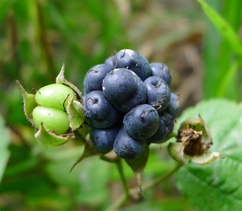 Rubus