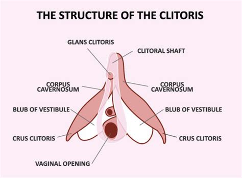 The Clitoris Greek Mythology And Shame Flintahub
