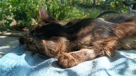 Ужасная ночь на выходной день!🐕🐈‍⬛🐈 - YouTube