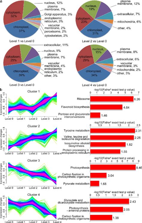 Subcellular Localization And Hierarchical Clustering Analysis Of Deps