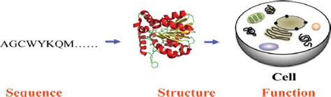 Protein Sequence Structure Function Download Scientific Diagram