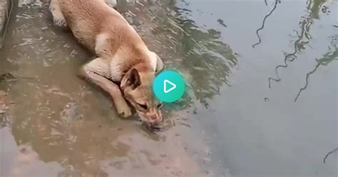 How To Snorkle Properly Album On Imgur