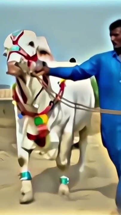 ঈদ ঈদুল আযহা ঈদের সেরা গজল Viral Unfrezzmyaccount Shortvideos Love Viralvideos