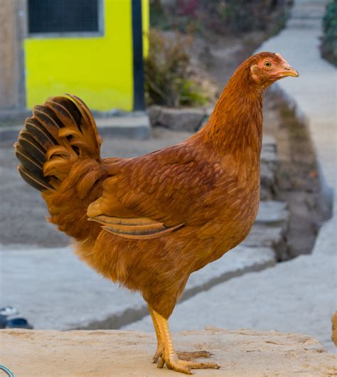 Hen PixaHive