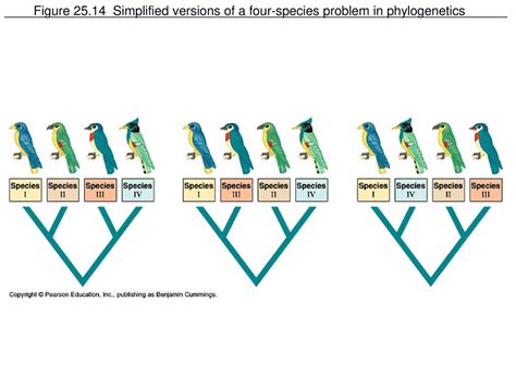 2 Modern Phylogenetic Systematics Is Based On Cladistic Phylogenetic Analysis A Phylogeny Is