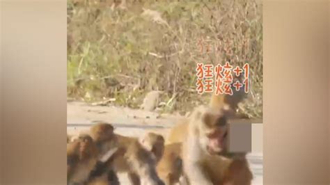 吃不完，根本吃不完！村民为野生猕猴提供“自助餐”所有人澎湃新闻 The Paper