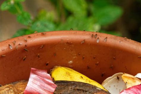 Are Fruit Flies In Compost Bad Obsessed Lawn And Garden