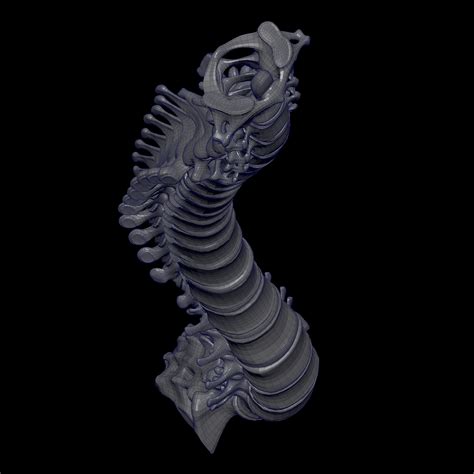 3d Model Rigged Skeleton Skeletal System Skeleton Rig Vr Ar Low