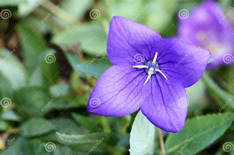 The Flower Of Platycodon Grandiflorus Stock Image Image Of October