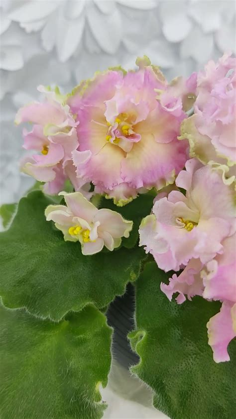 Фиалка АВ-Златые Горы #flowers - YouTube