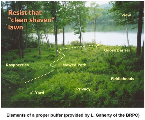 Why Do I Need A Vegetated Buffer Herring Ponds Watershed Association