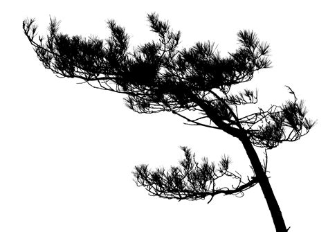 Boom Pine Tree Silhouet Gratis Afbeelding Op Pixabay Pixabay