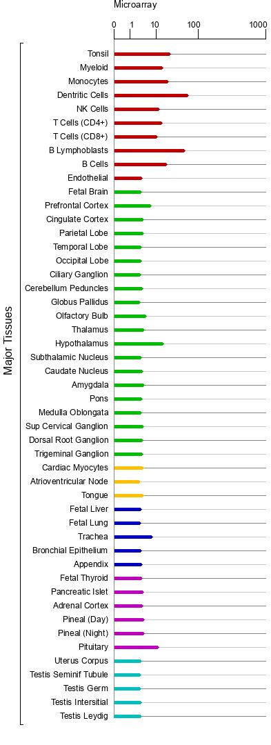 Mx1 Gene Genecards Mx1 Protein Mx1 Antibody