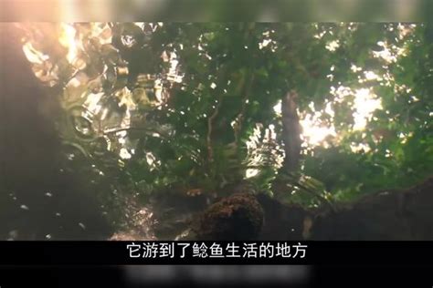 为吃鲶鱼鳄鱼张开大嘴在水底憋气2个小时快到碗里来 大嘴 鳄鱼 鲶鱼