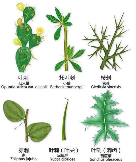 植物形態圖解辨別植物不複雜丨認葉識花辨果知根 每日頭條