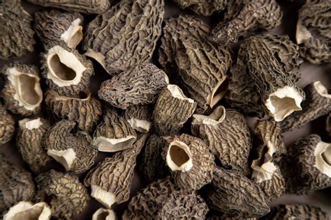 Morel Mushroom Wine Pairing At Rafael Gilliam Blog