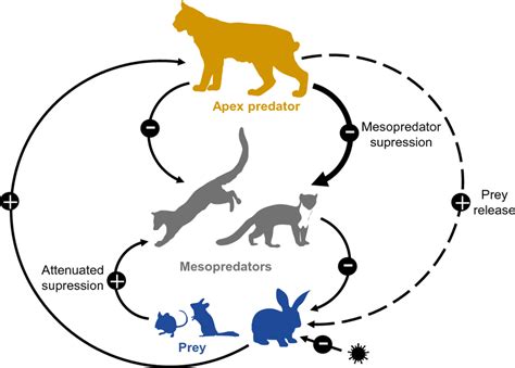 Direct Solid Lines And Indirect Trophic Interactions Dashed Lines