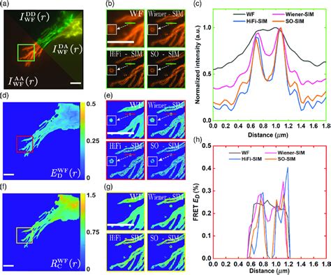 Performance Of Hifi So Sim For Quantitative Fret Measurements In Live Download Scientific