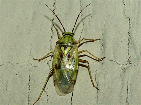 Lygus Bug Lygus BugGuide Net
