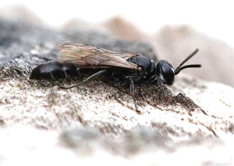 Slender Wood Borer Wasp Naturespot