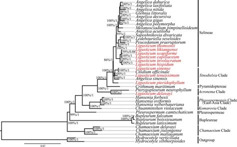Phylogenetic Tree Reconstruction Of The 39 Species Inferred From Download Scientific Diagram