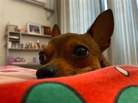 小鹿犬图片壁纸小鹿犬图片卡通第9页大山谷图库