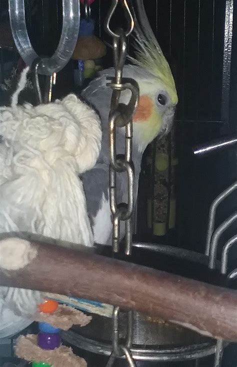 Redshift Hiding Behind The Bells Jpeg Parrot Forum Parrot Owners