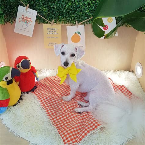 당진애견미용 다듬 희그루밍 너무 고생 많았어 하루💙🐶 털이 많이 엉켜있어서 밀 수 밖에 없었지만 민머리도 충분히 귀여운걸😝