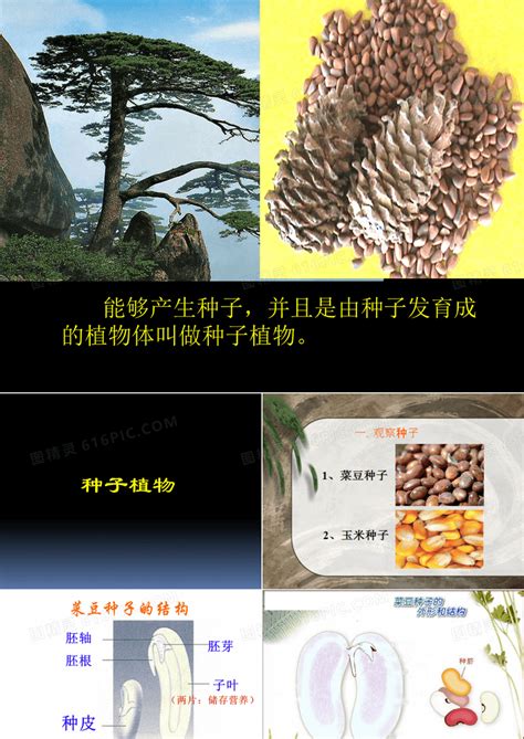 人教版七上第三单元第一章第二节种子植物共16张pptppt模板免费下载编号z66c8pg9z图精灵
