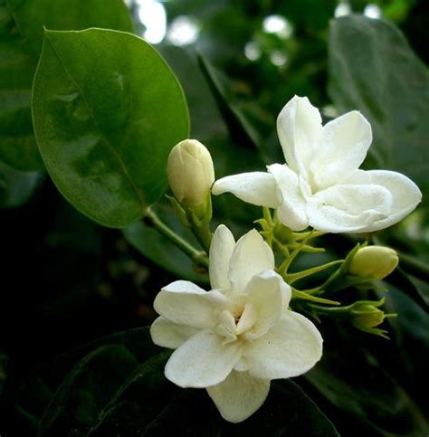 Sampaguita In Islamabad Leaf Flowers White Flowers Beautiful Flowers Sampaguita Gardening