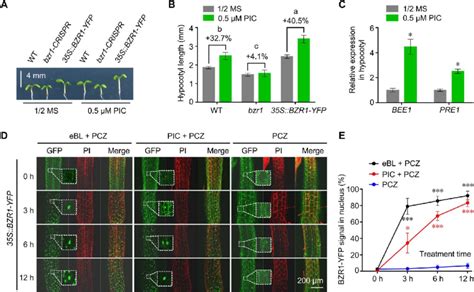 Auxin Promotes Hypocotyl Elongation Dependent On Bzr1 A Hypocotyl