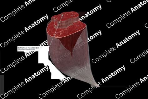Extrafusal Muscle Fiber Complete Anatomy