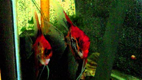 Koi Angelfish Breeding Pair 1574 Youtube
