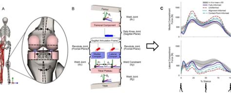 Musculoskeletal Modeling Based On Opensim Software