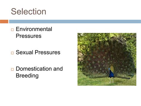 4 Behavioral Genetics And Evolutionary Psychology Ppt
