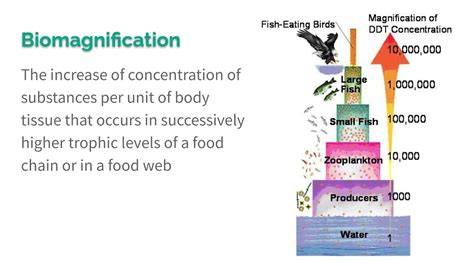 87 Bioaccumulation And Biomagnification Youtube