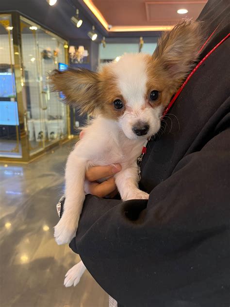 올드잉글리쉬쉽독 원평 푸숑특징 고양이특징 랙돌특징 러시안블루특징 먼치킨특징 브리티쉬숏헤어특징 노르웨이숲특징 데본렉스특징 뱅갈특징