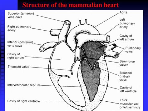 Mammalian Heart Blood Flow