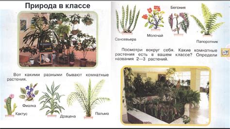 Окружающий мир 1 класс ч 1 тема урока Природа в классе с 32 33 Перспектива Youtube