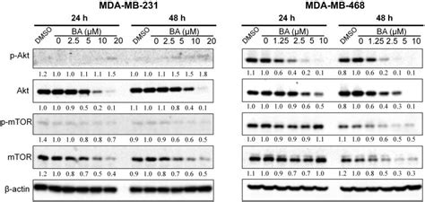 Ba Inhibited Mda Mb 231 Xenograft Tumor Growth In Vivo Mammary Fat