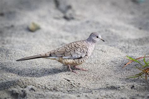 The Inca Dove Or Mexican Dove Columbina Inca Is A Small New World