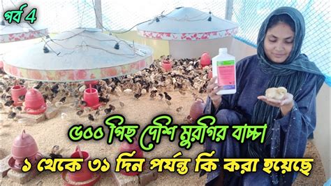৫০০ পিছ দেশি মুরগির বাচ্চা ১ থেকে ৩১ দিন পর্যন্ত কি করা হয়েছে