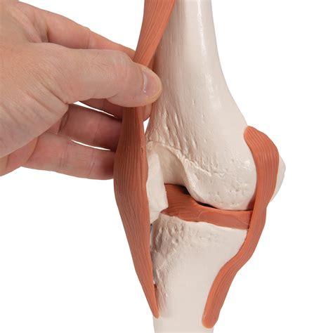Anatomical Models Joint Models Functional Knee Joint
