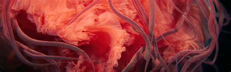 Scyphozoa Alexander Semenov