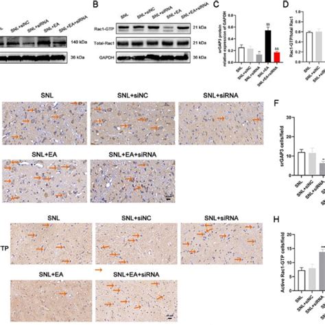 Ea Promoted The Expression Of Srgap3 And Inhibited The Expression Of Download Scientific