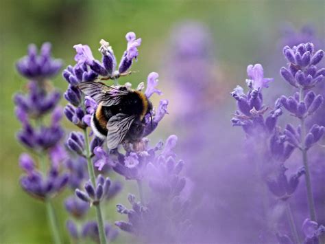 Write To Your Mp Neonics Approval And Parliamentary Debate On Bee Killing Pesticides The