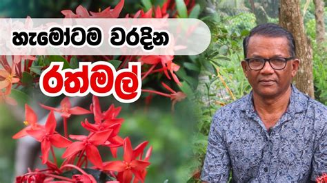 හැමෝම වරද්ද ගන්න රත්මල් Ceylon Agri Rathmal Episode 385 Youtube