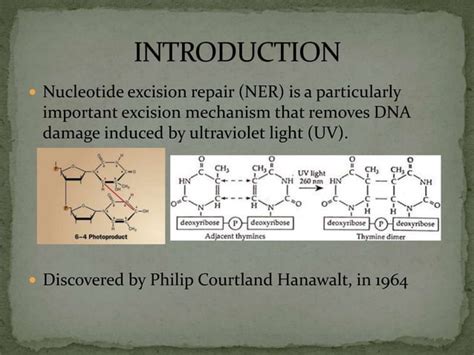Nucleotide Excision Repair Ppt