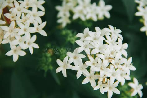 美丽的白色小花 库存照片 图片 包括有 少许 草甸 乡下 本质 绽放 草坪 花卉 芬芳 173242032